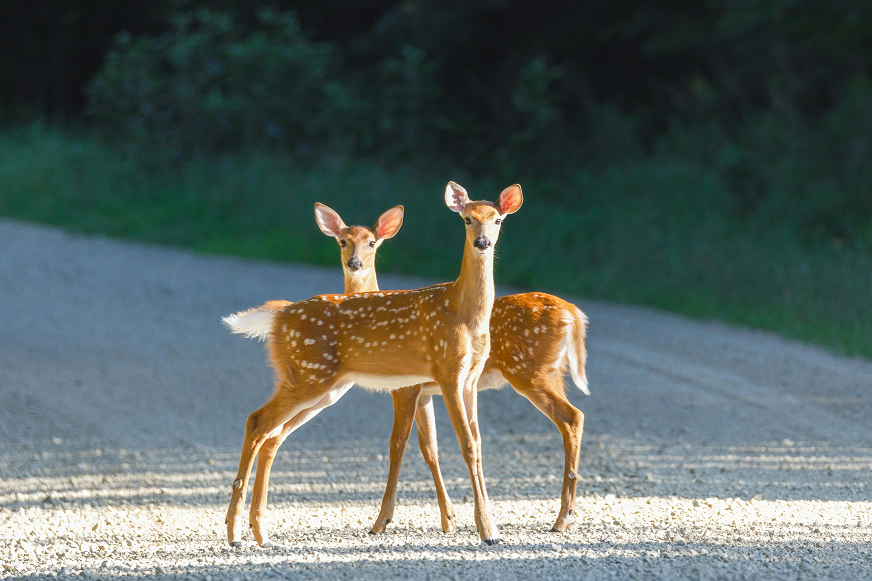 Avoiding Deer Collisions in Maryland: A Friendly Guide - Joey's ...